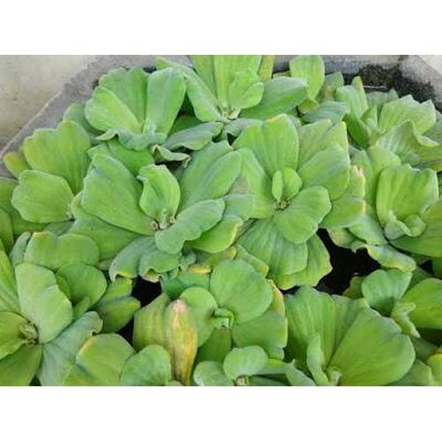 Jual daun tanaman enceng eceng gondok apu-apu murah aquascape aquarium ...
