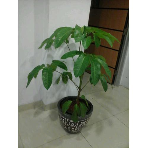 Jual BIBIT TANAMAN WALISONGO / WALI SONGO DAUN HIJAU - Kota Batu - kebon bibit | Tokopedia