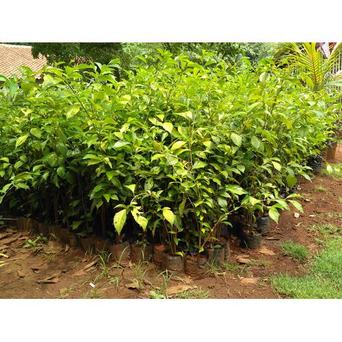 Jual Pohon Teh-tehan, Tanaman Pagar, Tukang Taman - Kota Depok ...