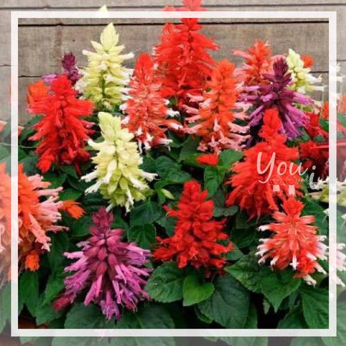 Jual Biji Benih Bunga Salvia Splendens / Scarlet Sage - Kab. Purwakarta ...