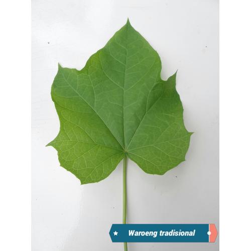 Jual Daun Jarak Segar ( Ricinus Communis Linn ) - Kab. Sumedang ...