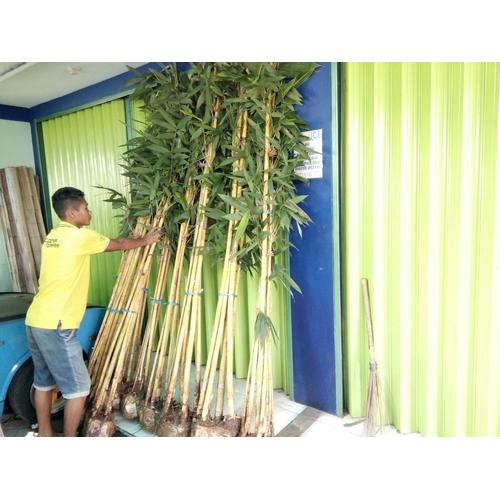 Jual Jual Tanaman Bambu Kuning, Bambu Panda Kuning, Bambu Vulgaris ...