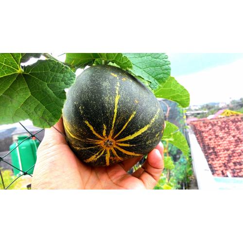 Jual Melon Madhu Ras "Rajasthan Honey Melon". - Kab. Pringsewu ...