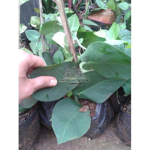 Jual Tanaman Rambat Pohon Dolar Dollar Daun Besar Lebar Climbing Dollar ...