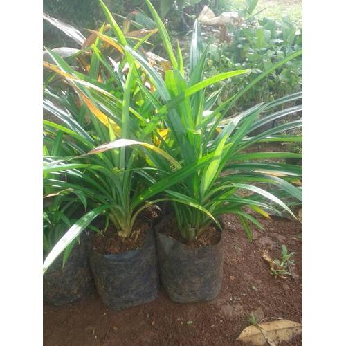 Jual jual pohon pandan wangi | tanaman bermanfaat - Kab. Bogor ...
