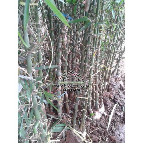 Jual Pohon Bambu Hias Pring Nagin / Gendang / Bambu Unik Aneh - Kab ...