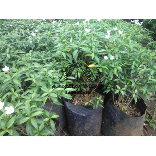 Jual Tanaman Pohon Rombusa Rembosa Mini Hijau - Kab. Bogor ...