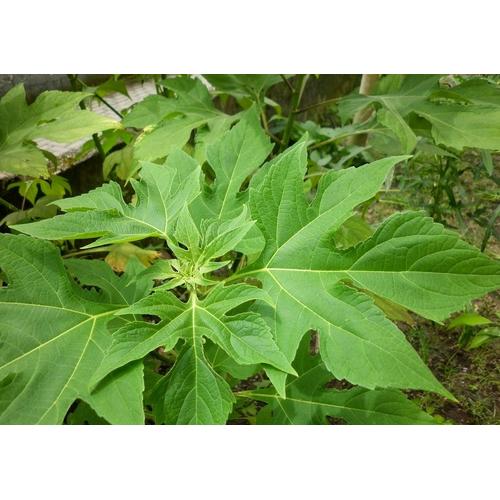 Jual Daun Paitan Kipait Kipahit Ki Pahit Kembang Bulan Tithonia D ...