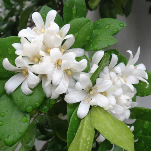 Jual Tanaman Kemuning Jepang - Kota Batu - Tanamanbuahtin | Tokopedia