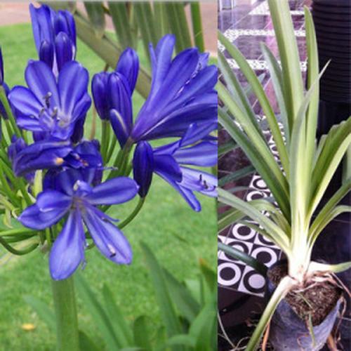 Jual TANAMAN HIAS BUNGA AGAPANTHUS BIRU - Kota Batu - Dacochi | Tokopedia