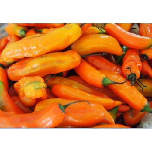Jual Biji Benih Cabai Rawit Domba / Cabe Setan - Jakarta Timur - LINES ...