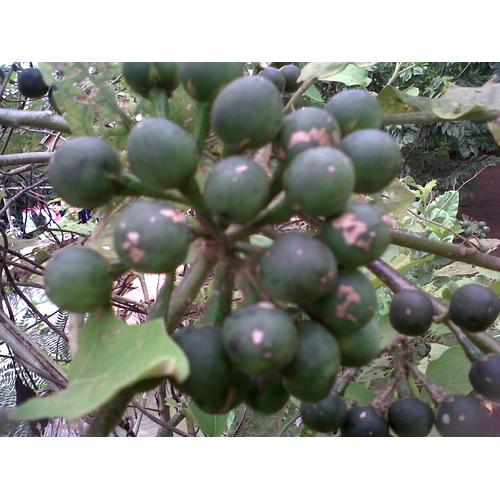 Jual herbal obat diabetes / kencing manis Tekokak (solanum torvum ...