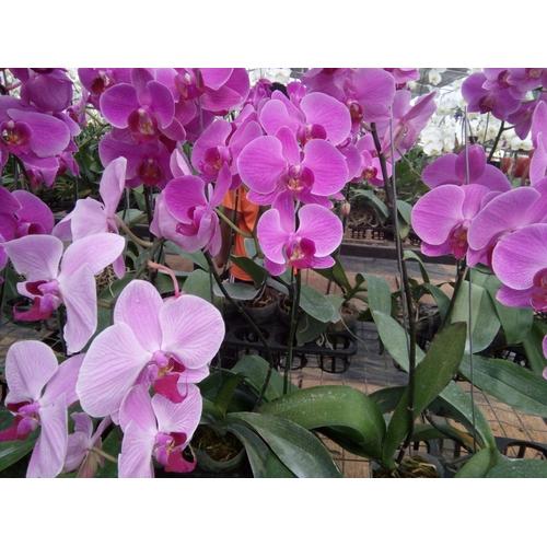 Jual Anggrek Bulan Taiwan Bunga Ungu - Kota Depok - Sandi Orchid Garden ...