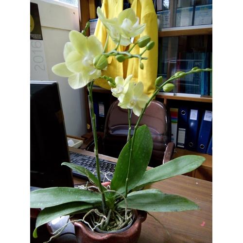 Jual Anggrek Bulan Mini Taiwan Bunga Hijau Muda dan Kuning Totol - Kota ...