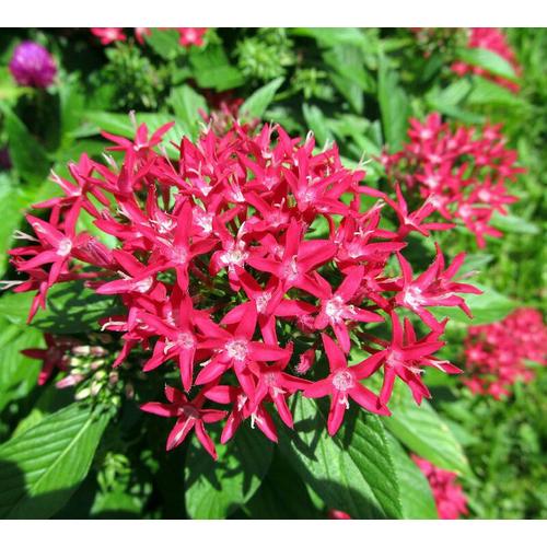 Jual Bunga Pentas Merah - Kota Bogor - angel nurserry | Tokopedia
