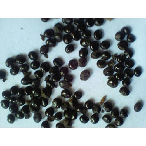 Jual Bibit/benih ginseng merah korea Asli - Kab. Blitar - Toko Anget ...