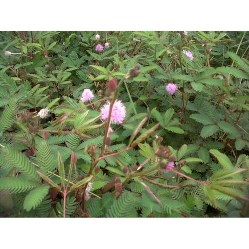 Jual Akar Putri Malu segar (Mimosa pudica) - Tanaman Herbal - Jakarta Selatan - BIN MUHSIN GROUP ...