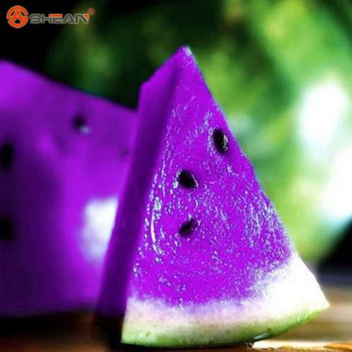Jual Bibit Biji Buah Semangka Manis Ungu / Sweet Purple Watermelon ...