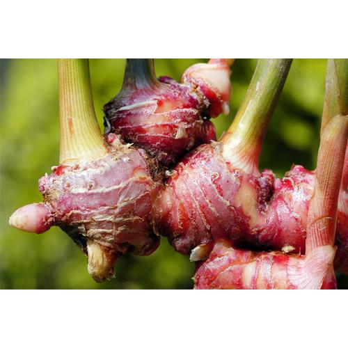 Jual Bibit Jahe Merah (Zingiber Officinale Var Rubrum Rhizoma) - Kab ...