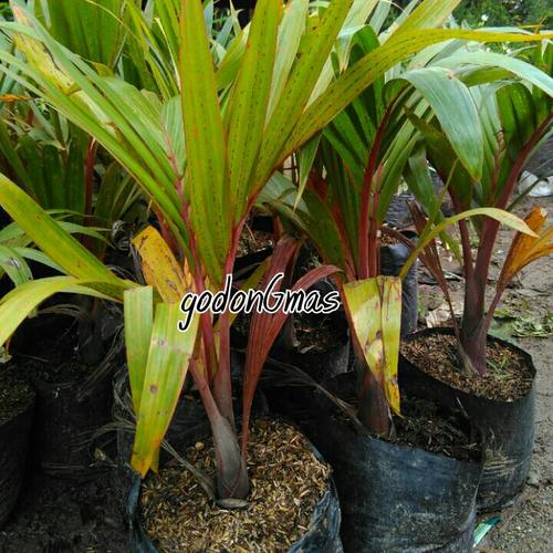 Jual Tanaman hias palem botol merah - Kota Metro - GodonGmas | Tokopedia