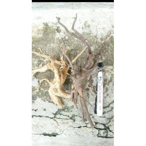 Jual AKAR RASAMALA S - Jakarta Selatan - PLANETPLANTS | Tokopedia