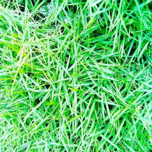 Jual Rumput Jepang - Kab. Bogor - tukangtaman123 | Tokopedia