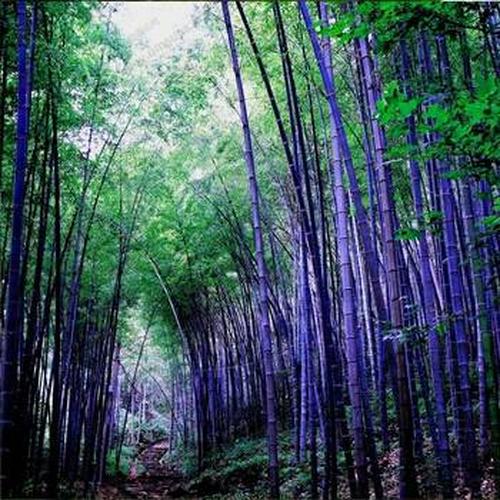 Jual Benih Bibit Biji Bambu Hitam / Purple Timor Bamboo 100% True Seeds ...