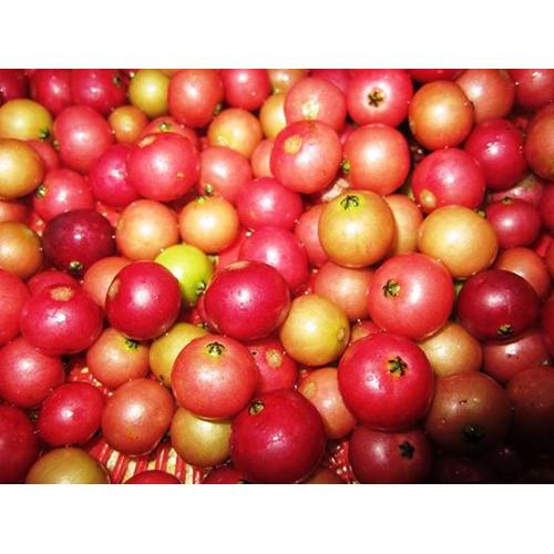 Jual KERSEN/BUAH KERSEN/BUAH KRESEM/BUAH DAN DAUN - Kab. Malang - BENIH ...