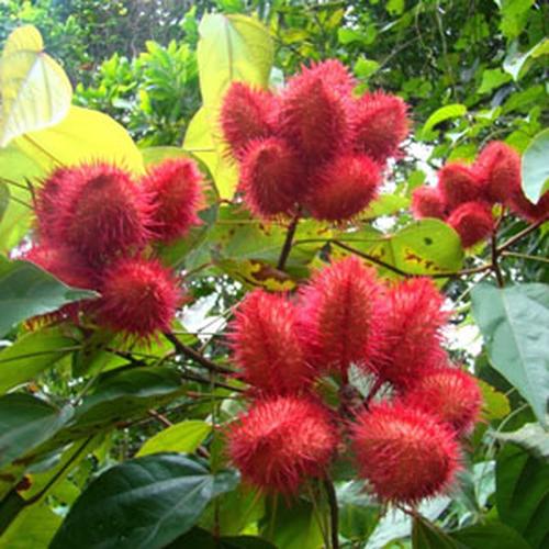 Jual TANAMAN OBAT / HERBAL KESUMBA KELING - Kota Batu - Dacochi | Tokopedia