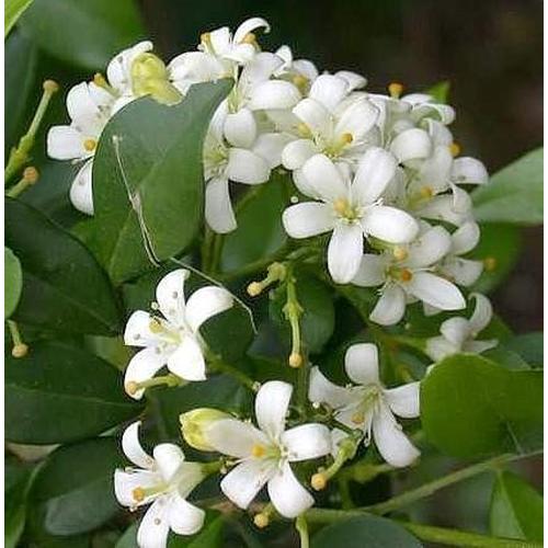Jual Tanaman Kemuning Jepang - Kota Batu - JADEN PETANI BIBIT | Tokopedia