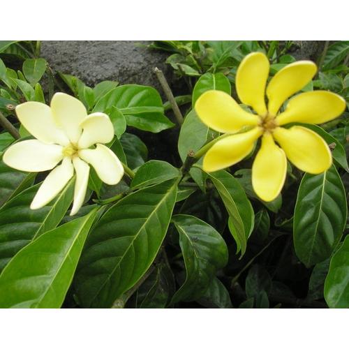 Jual Tanaman Gardenia Carinata / Capiring Kuning / Melati China - Kota ...