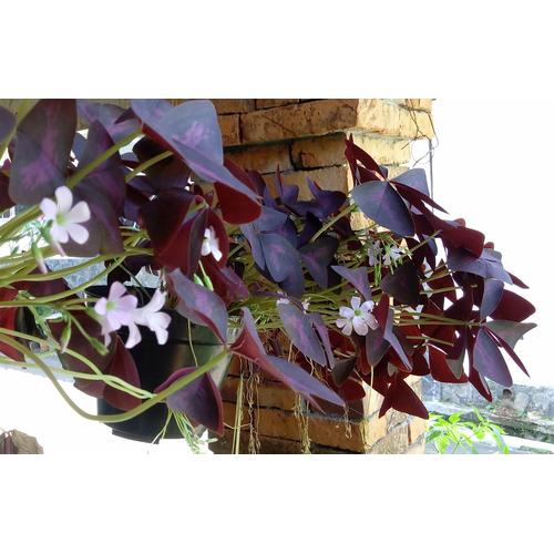 Jual Tanaman Semanggi Merah / Shamrock - Kota Batu - JADEN PETANI BIBIT ...