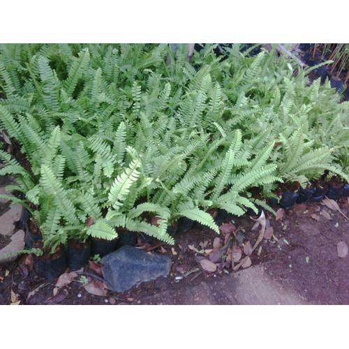 Jual Tanaman Semak Pakis kelabang - Kab. Bogor - Toko Grosiran murah ...