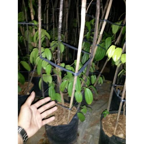 Jual pohon bohainia/bohemia, tanaman rambat bohainia/bohemia - Kab ...