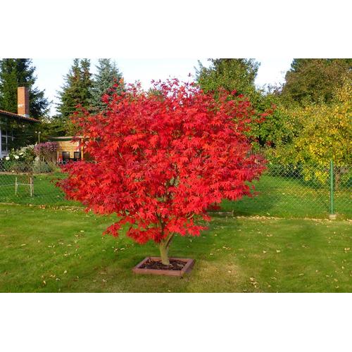 Jual Bibit Maple Jepang Inazuma Tree Red Maple Pohon Maple Unik ...