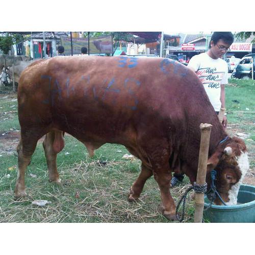 Jual KWITANSI PEMBELIAN SAPI BALI MADURA LIMOUSINE SIMENTAL QURBAN ...