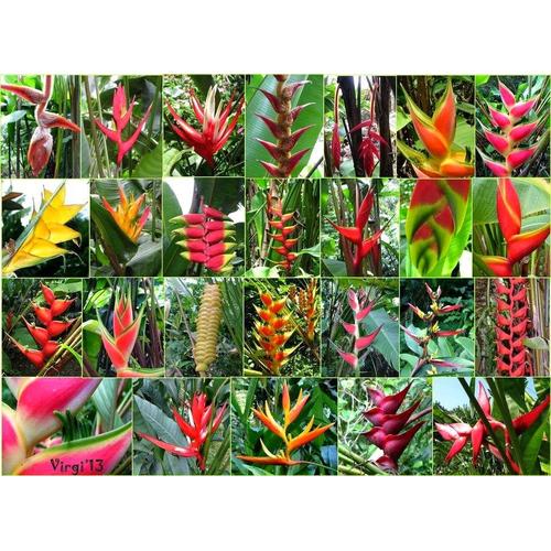 Jual BUNGA PISANG PISANGAN HELICONIA - Kota Batu - GROSIR BIBIT TANAMAN ...
