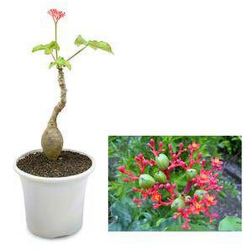 Jual Tanaman Jarak bali/botol jenis tanaman hias herbal - Kab. Bogor ...