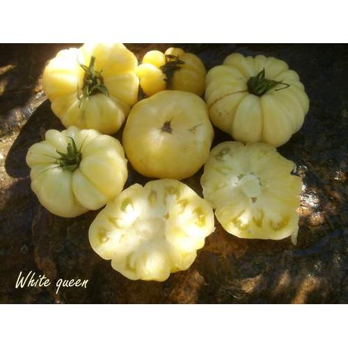 Jual Bibit / Benih / Seeds Sayur Tomat Putih Unik Great White Tomato ...