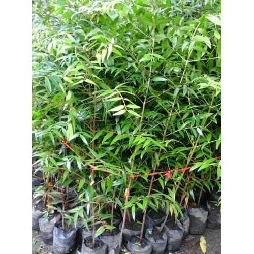 Jual Tanaman Pohon Damar 100cm - Kota Batu - KAYYISA FAM | Tokopedia