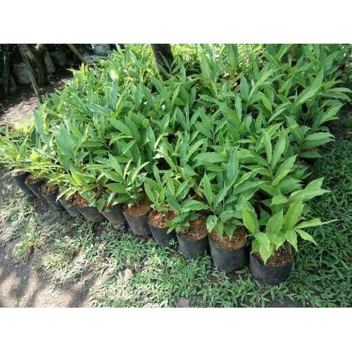 Jual Tanaman kecombrang honje | pohon kecombrang/honje - Kab. Bogor ...