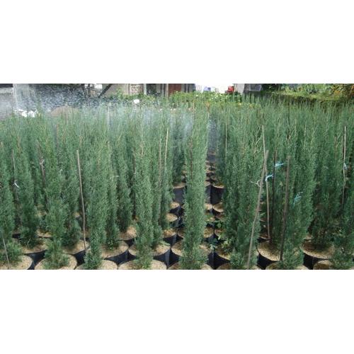Jual Cemara Pecut 60cm - Kota Batu - Kebun Wak Leh | Tokopedia