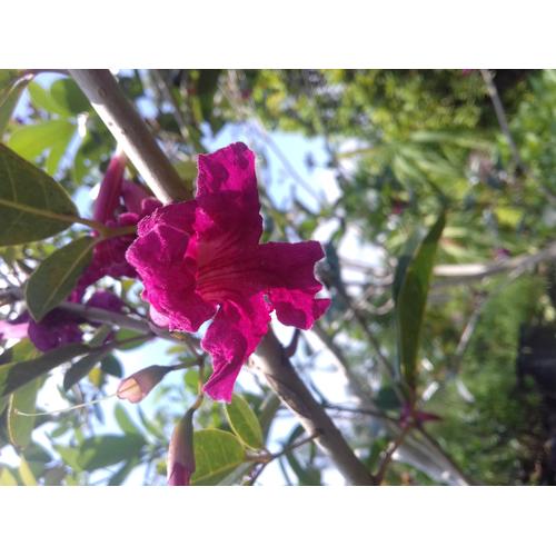Jual Tabebuia Merah - Kota Batu - Kebun Wak Leh | Tokopedia