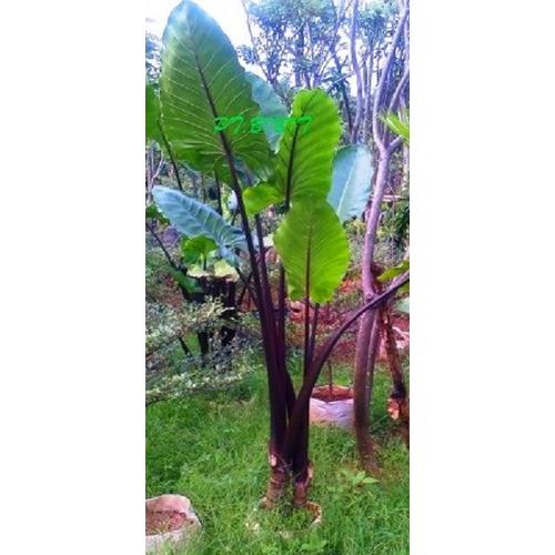Jual Tanaman Pohon Sente Hitam / Talas Hitam / Sulung - Kota Batu ...