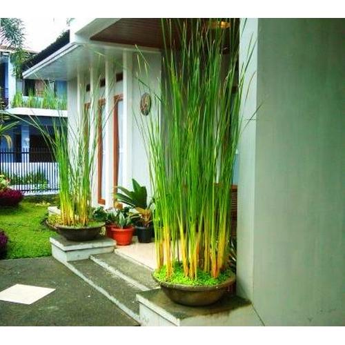 Jual Tanaman Lidi Air / Typha Angustifolia - Kota Batu - JADEN PUNTEN ...