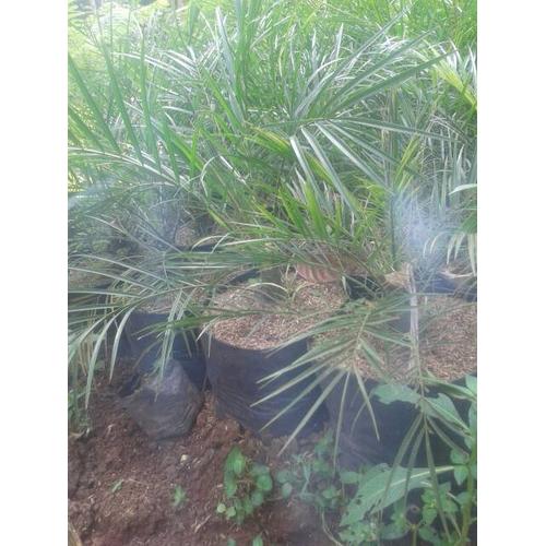 Jual jual Pohon Palem Phoenix | Jenis Palem dalam ruangan - Kab. Bogor ...