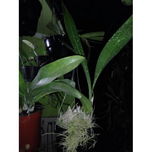 Jual Gramatophylum scriptum (Anggrek Macan) - Kab. Lumajang - Tambo ...