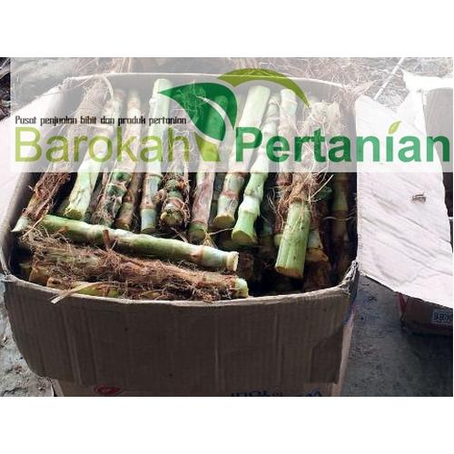 Jual Bibit Rumput Gajah/Raja Super (pakan ternak bernutrisi) - Kab ...
