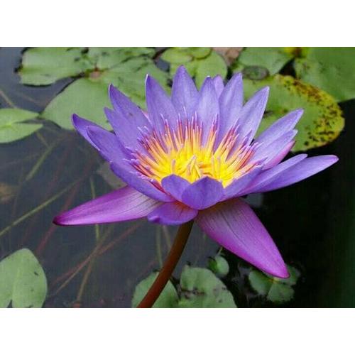 Jual Bibit Bunga Teratai Ungu Siap Tanam (Bukan Benih) - Kota Batu ...