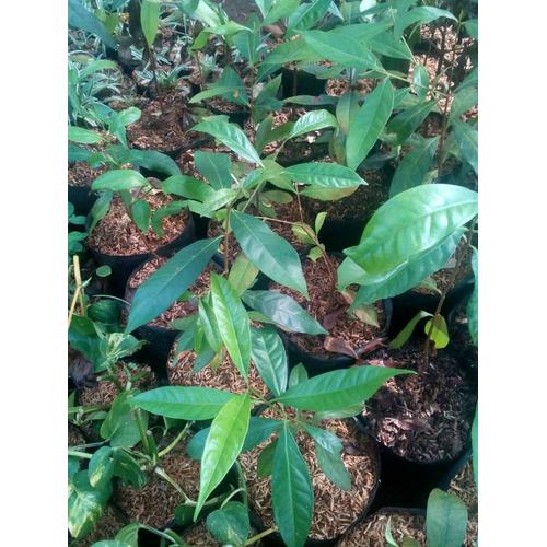 Jual Bibit tanaman daun salam tanaman herbal salam bumbu masak daun ...